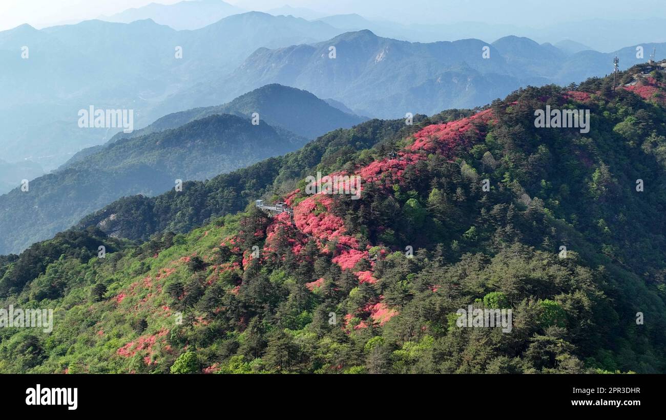 HUANGGANG, CHINA - APRIL 26, 2023 - Aerial photo shows the rhododendron ...