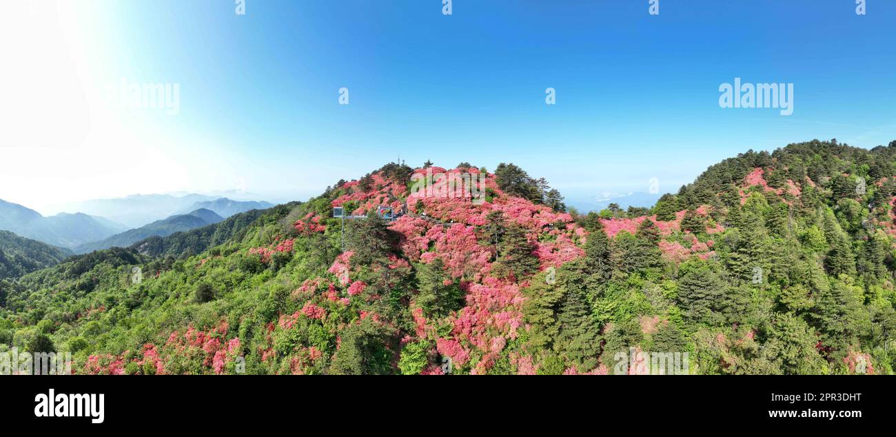 HUANGGANG, CHINA - APRIL 26, 2023 - Aerial photo shows the rhododendron ...