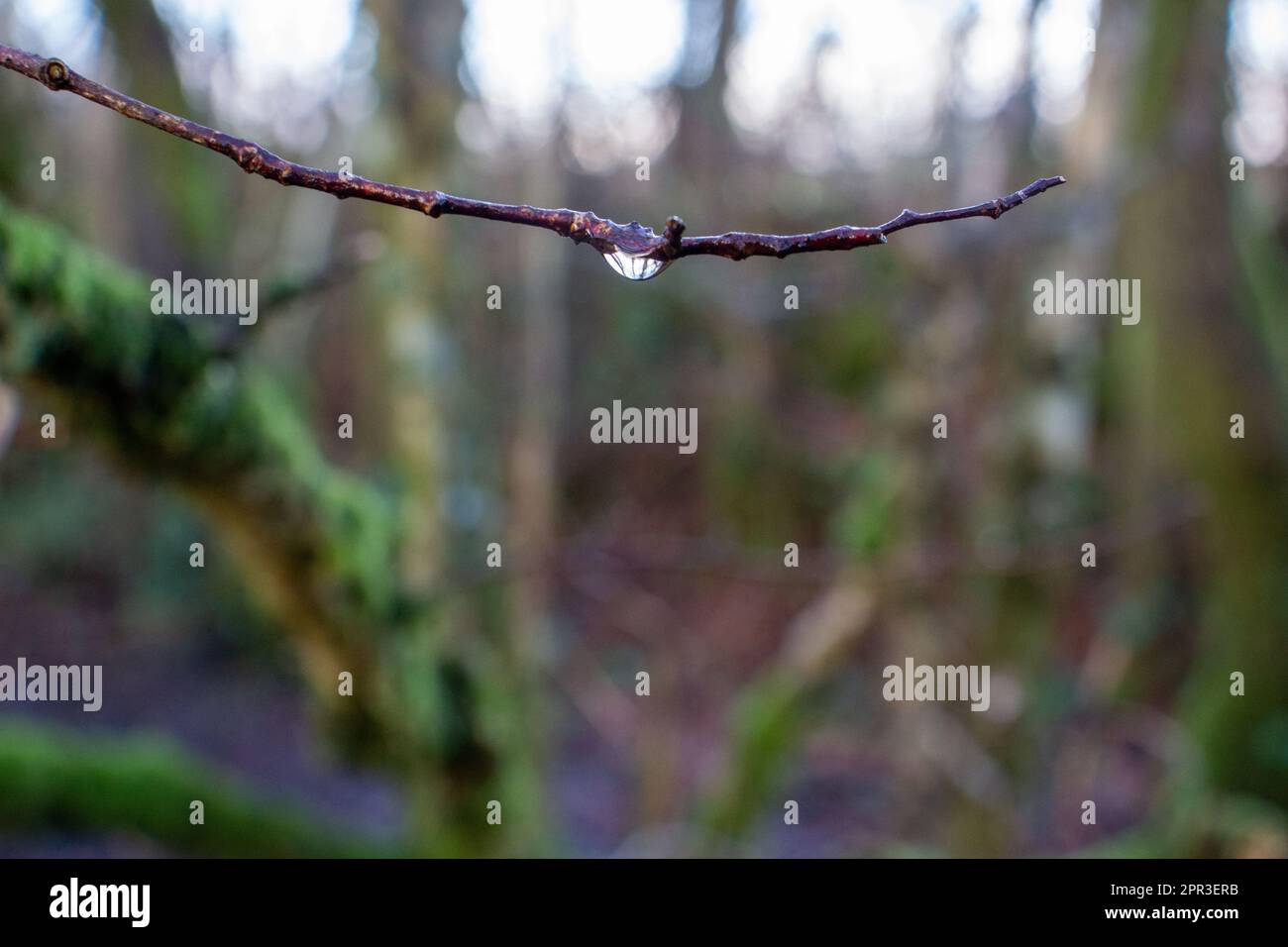 single water drop hanging from a branch and isolated with a natural ...