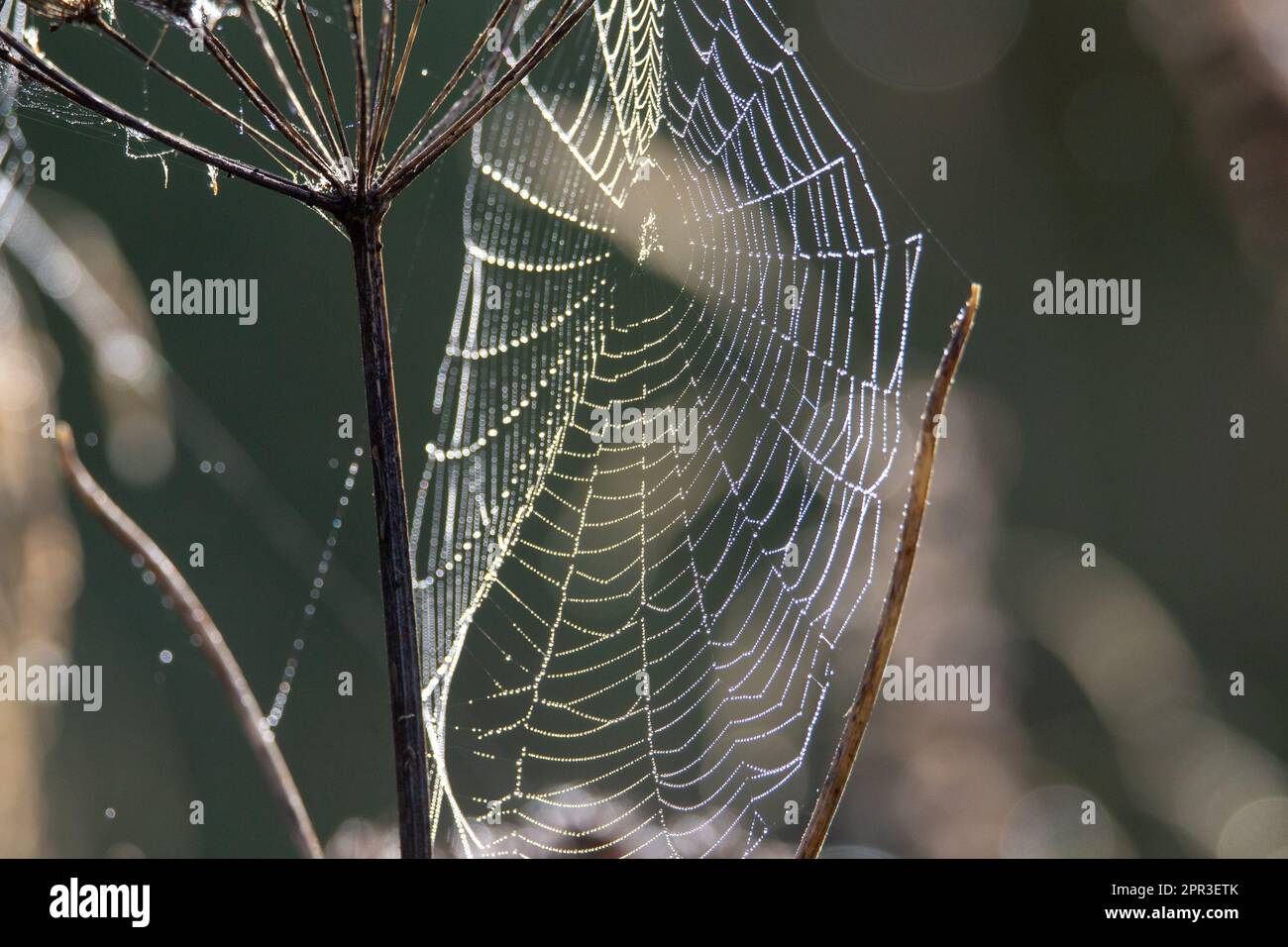 Spider web between two twigs with dew isolated on a natural dark green ...