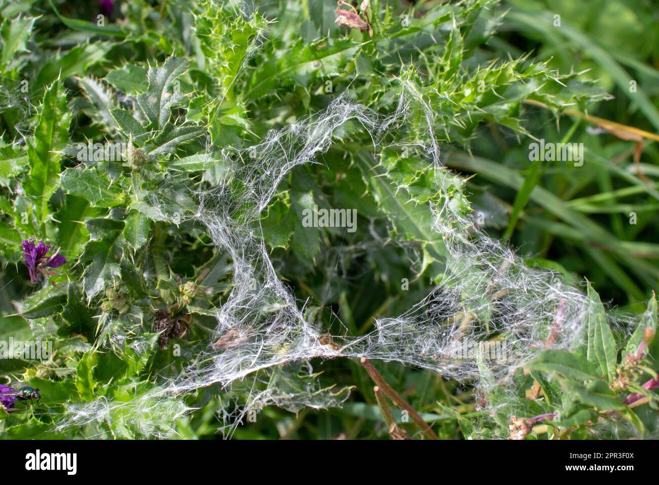 spiders web and seeds caught in a hedge isolated on a natural green ...