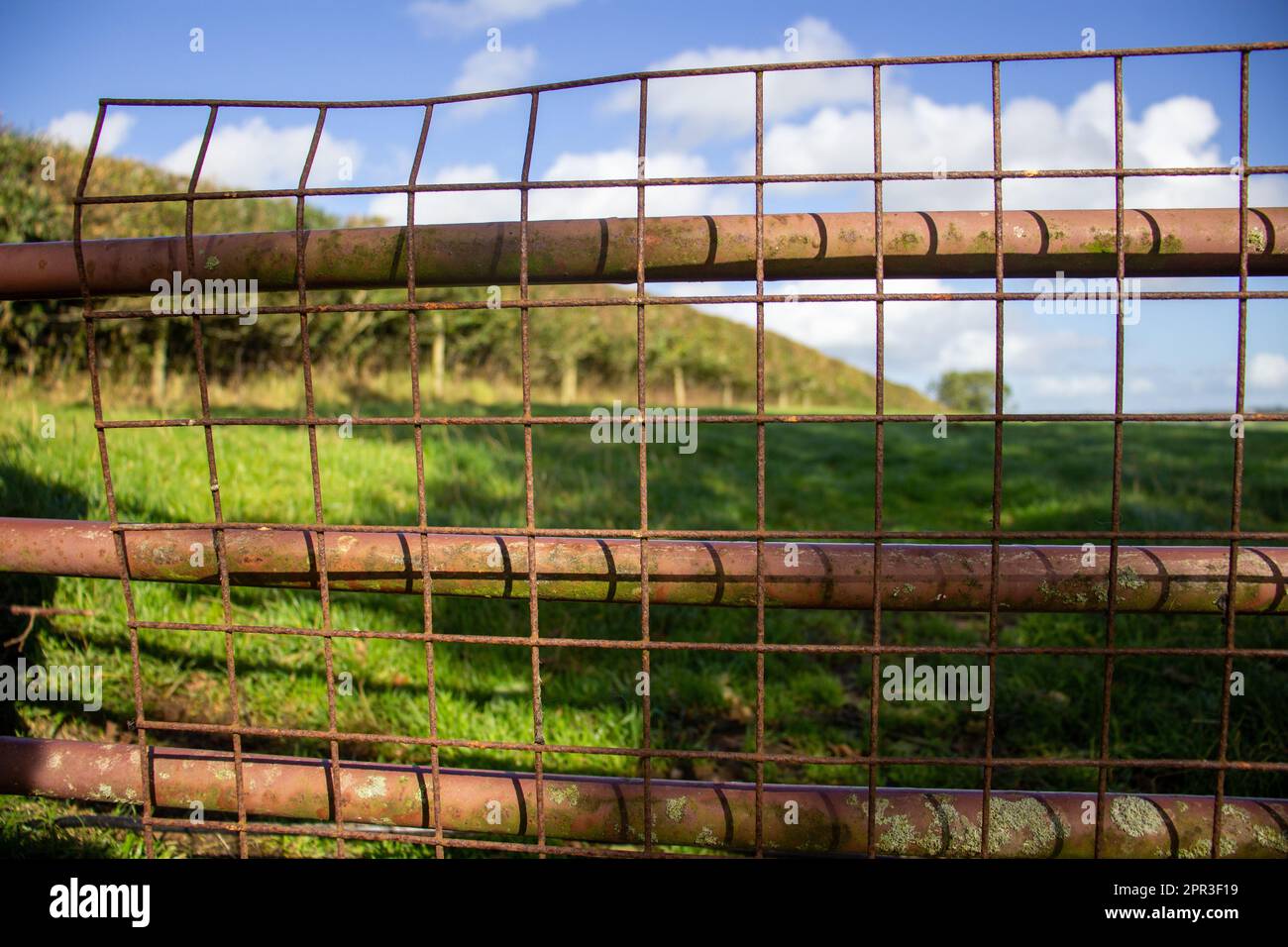 steel square mesh on a rusty gate with a hedge and field in the ...