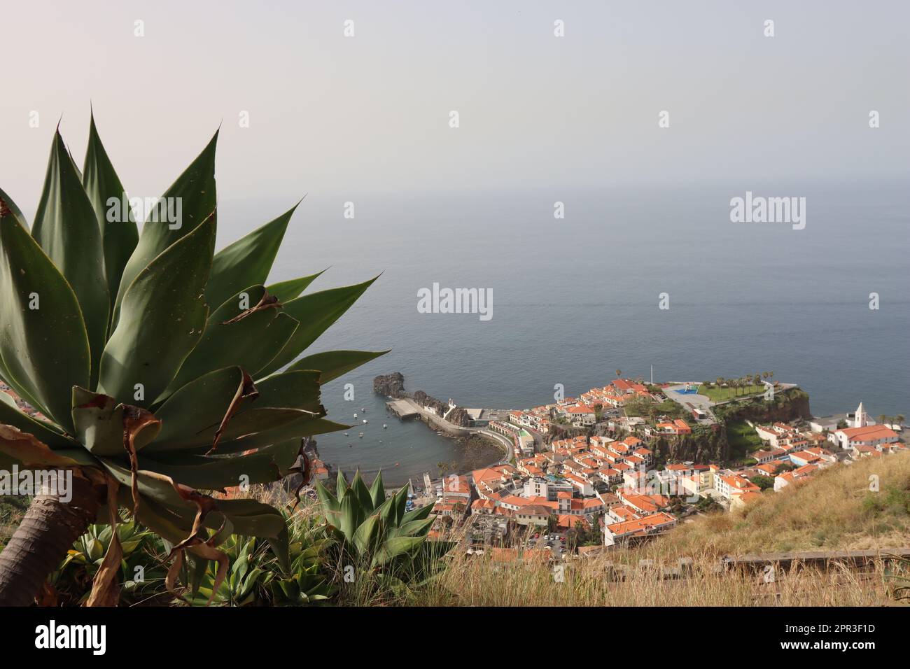 Dragon tree agave (Agave attenuata) in Camara de Lobos in Madeira Stock ...