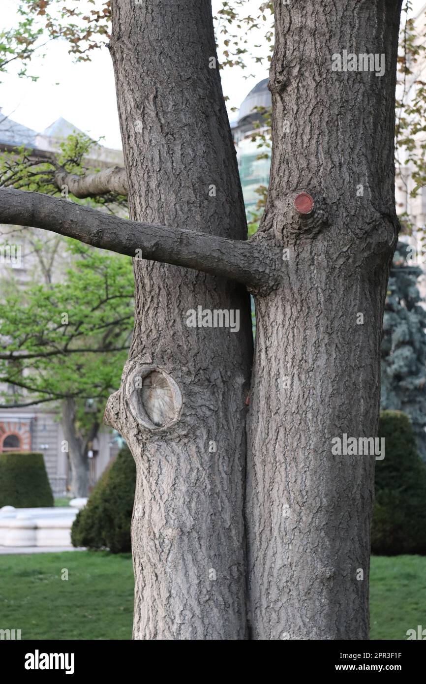 Two trees hugging hi-res stock photography and images - Alamy