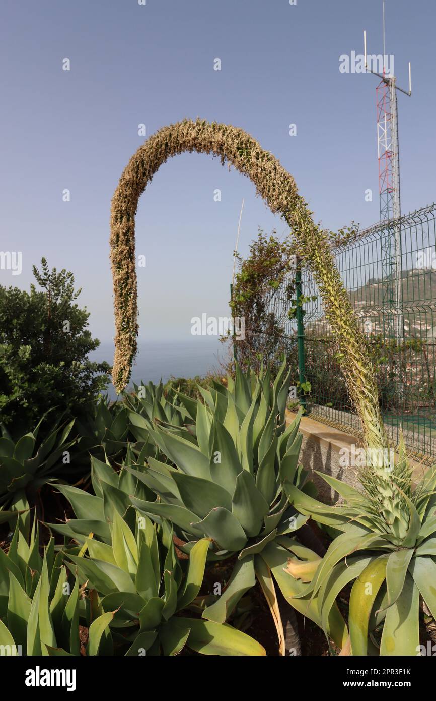 Dragon tree agave (Agave attenuata) in Camara de Lobos in Madeira Stock ...