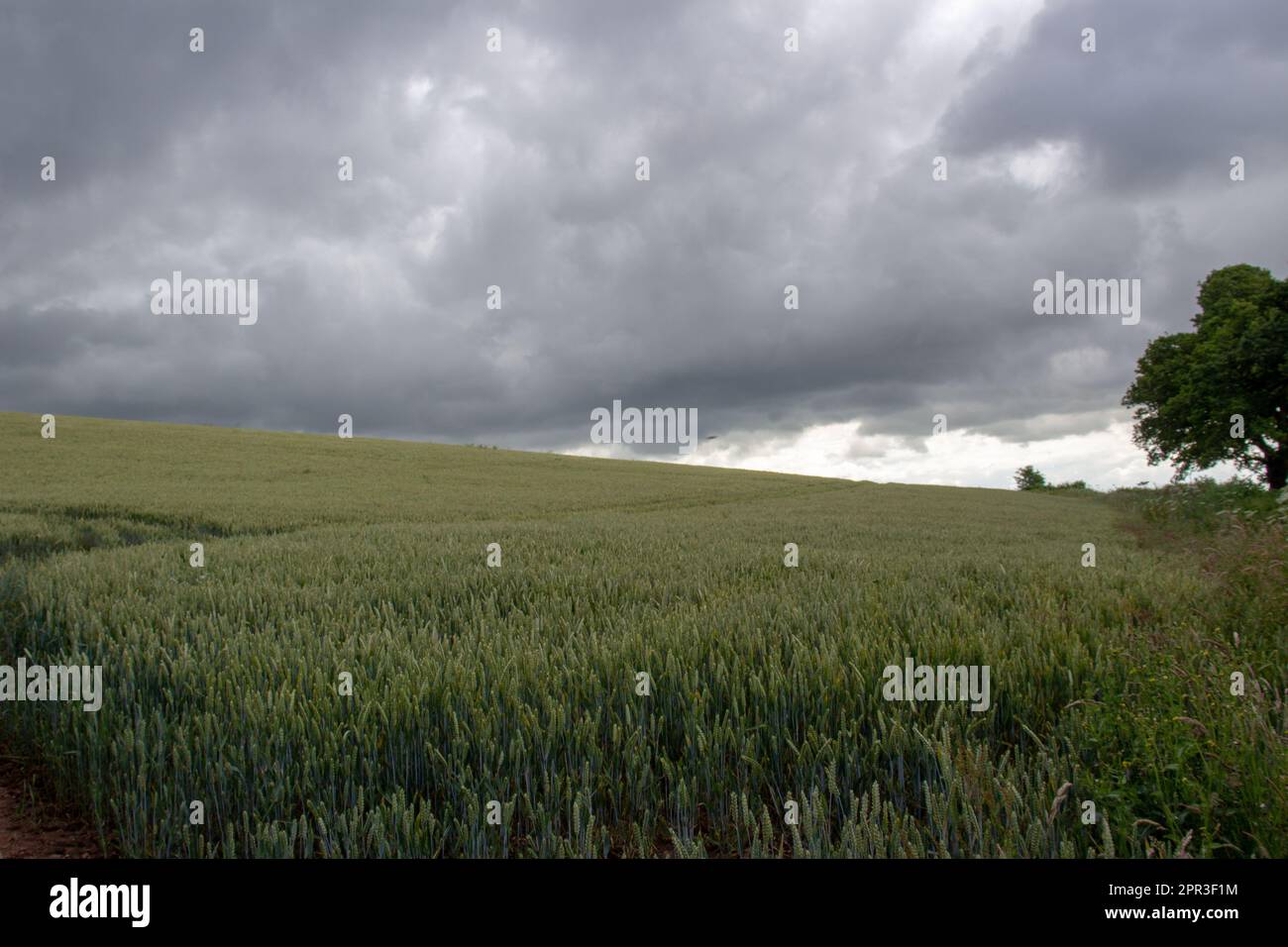 storm clouds in the distance over a field of wheat and a single tree ...