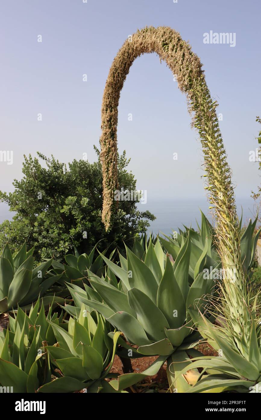 Dragon tree agave (Agave attenuata) in Camara de Lobos in Madeira Stock ...