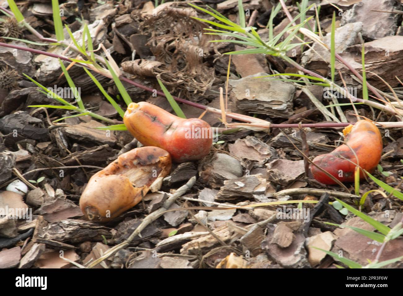 strange orange fruit on the ground with bark chips and grass Stock ...