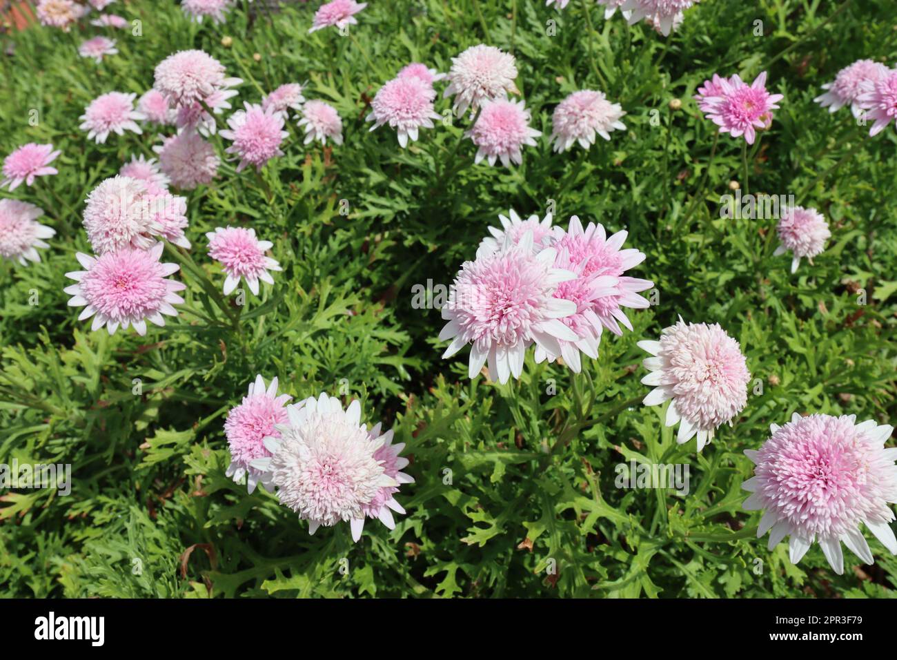 Marguerite daisy flowers on Madeira - Argyranthemum frutescens 'Madeira ...