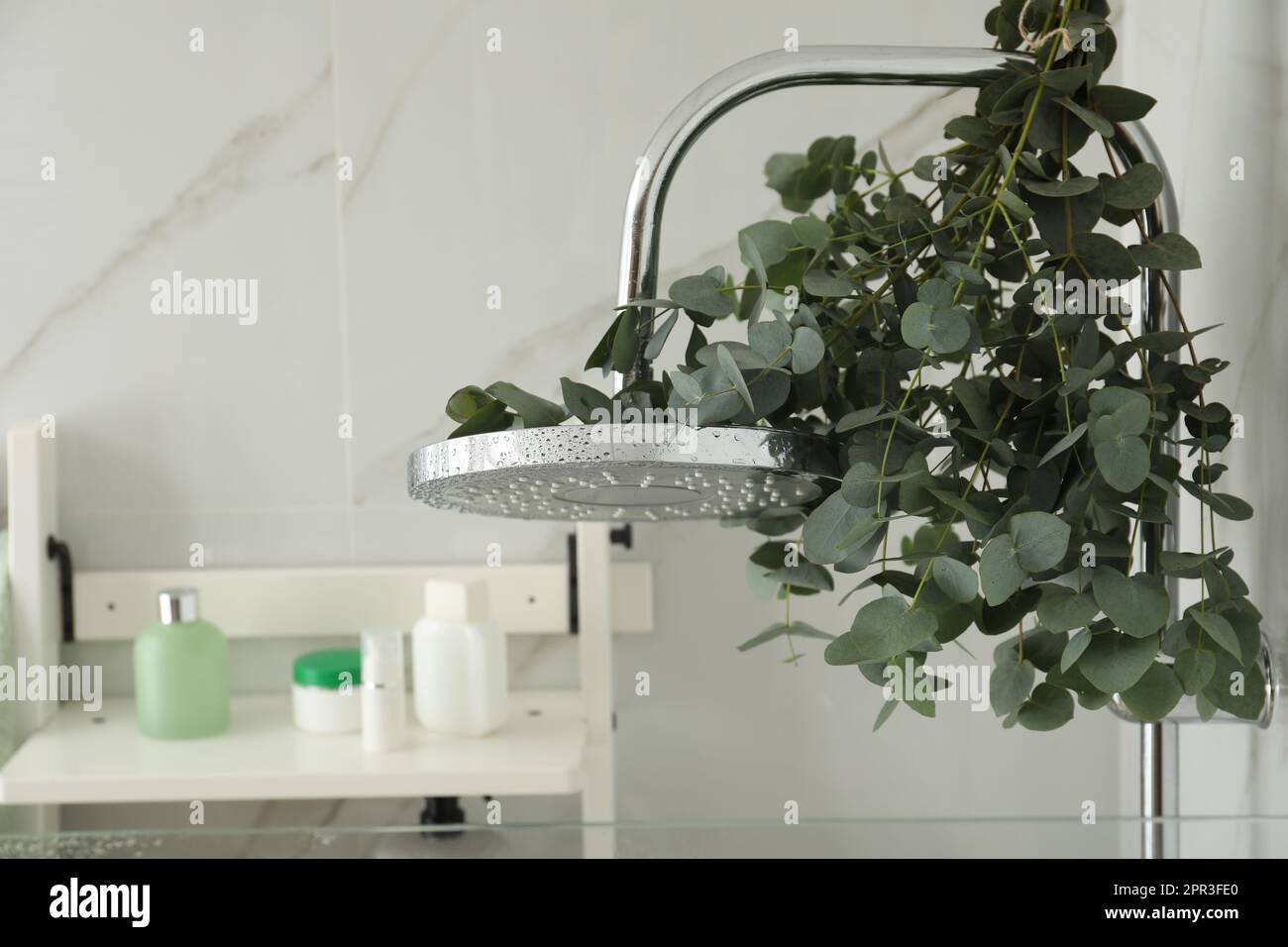 Branches with green eucalyptus leaves in shower Stock Photo - Alamy
