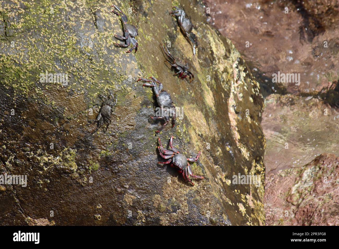 The red rock crab (grapsus grapsus) in Camara de Lobos in Madeira Stock ...