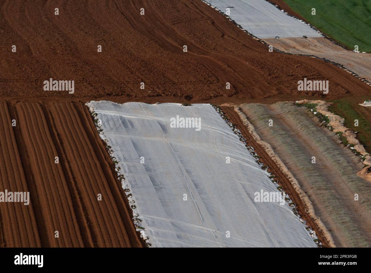the dark red soil of Devon fields ready for planting vegetable crops ...