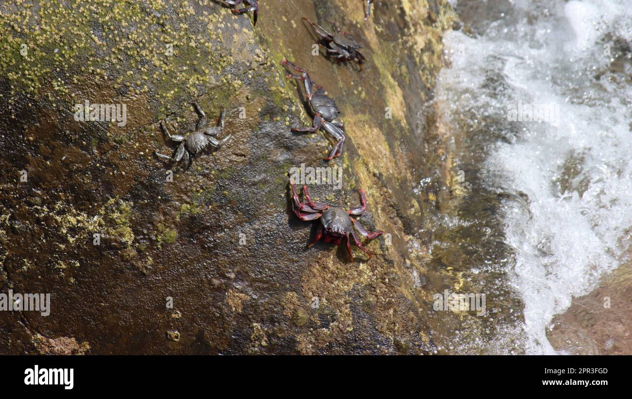 The red rock crab (grapsus grapsus) in Camara de Lobos in Madeira Stock ...