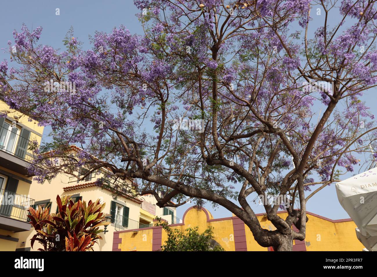 Flowering jacaranda tree (Jacaranda Mimosifolia) in Funchal Stock Photo ...