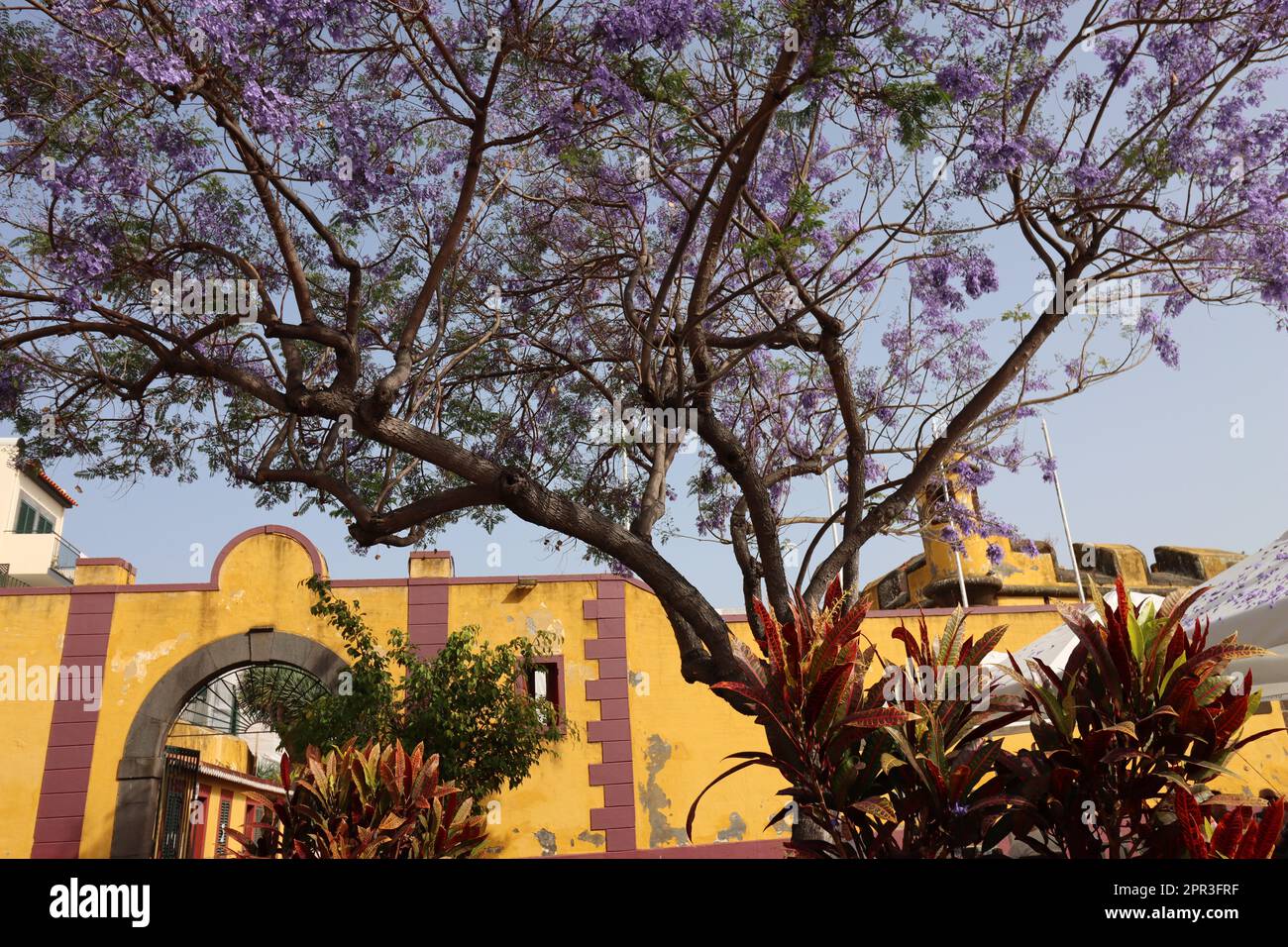 Flowering jacaranda tree (Jacaranda Mimosifolia) in Funchal Stock Photo ...