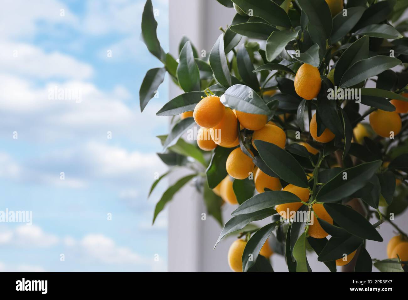 Kumquat tree with fruits on light background Stock Photo - Alamy