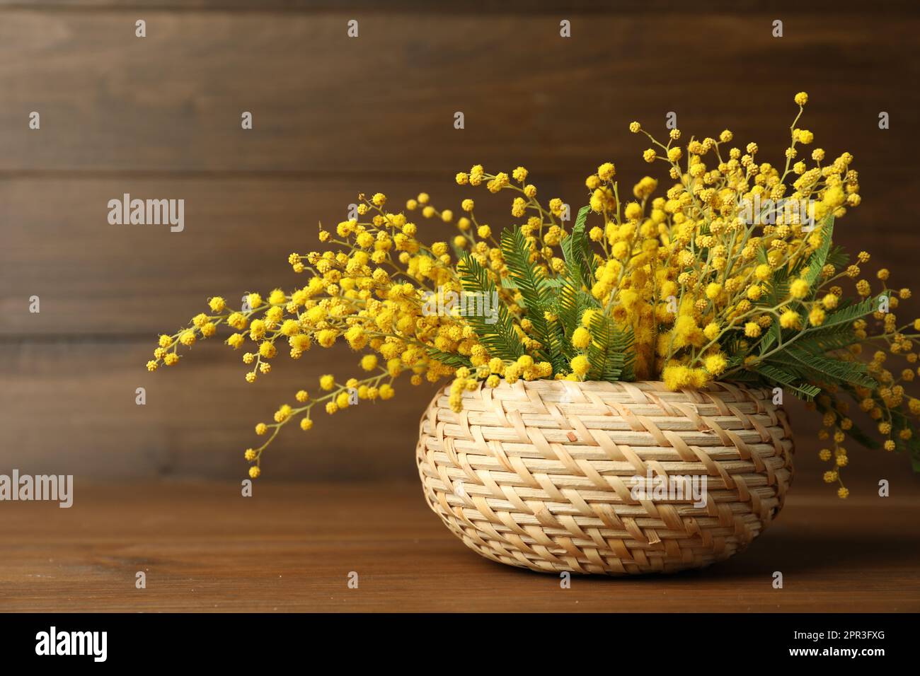 Mimosa tree pot hi-res stock photography and images - Alamy