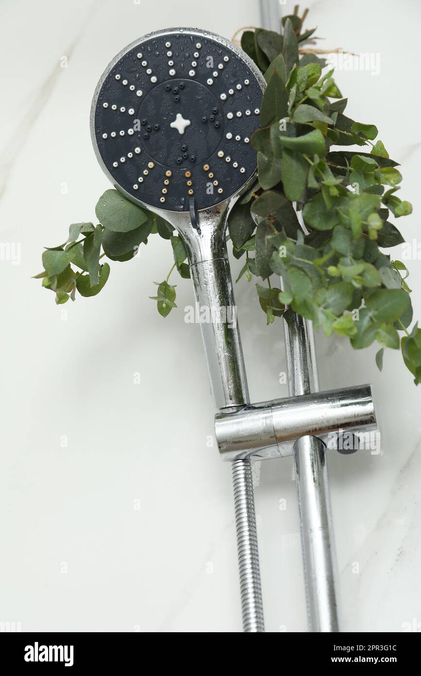 Branches with green eucalyptus leaves in shower, low angle view Stock ...