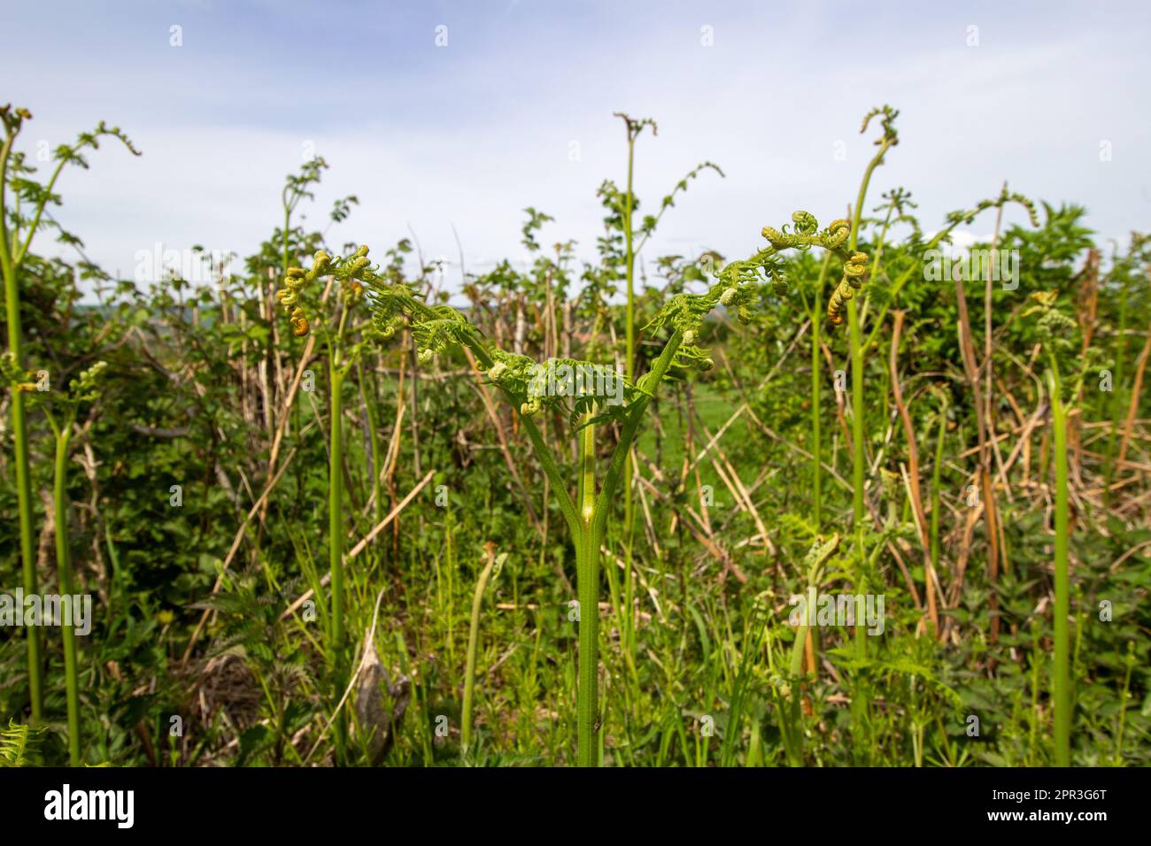 top of a typical Devon bank with ferns Stock Photo - Alamy