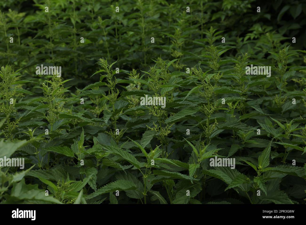 Beautiful green stinging nettle plants growing outdoors Stock Photo - Alamy