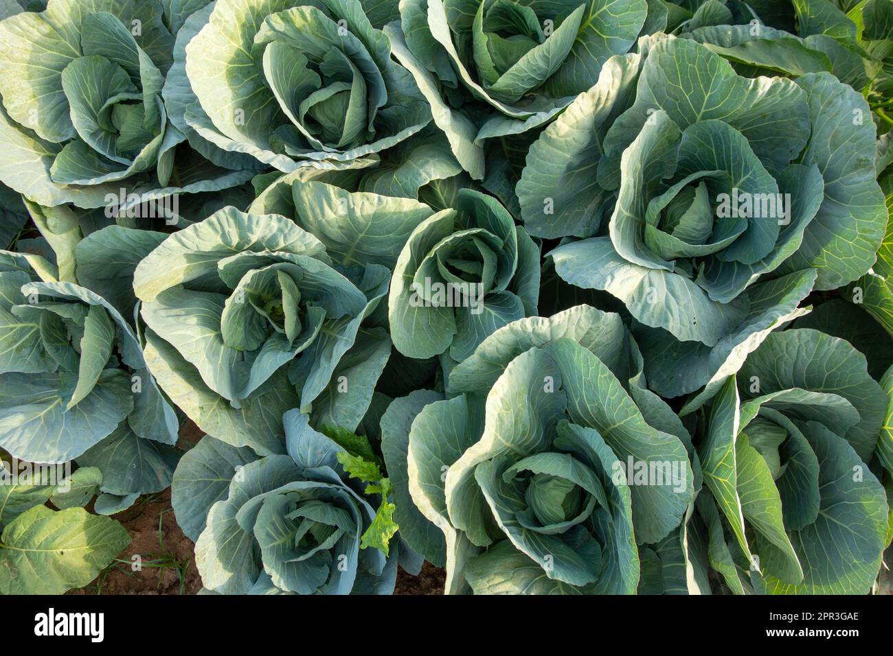 Top view of cabbage tree bush hi-res stock photography and images - Alamy
