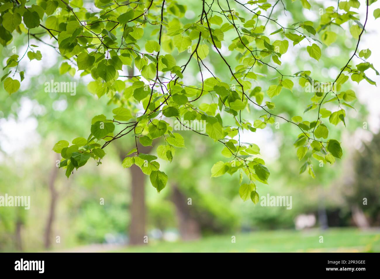 Tree with beautiful green leaves outdoors, closeup view Stock Photo - Alamy