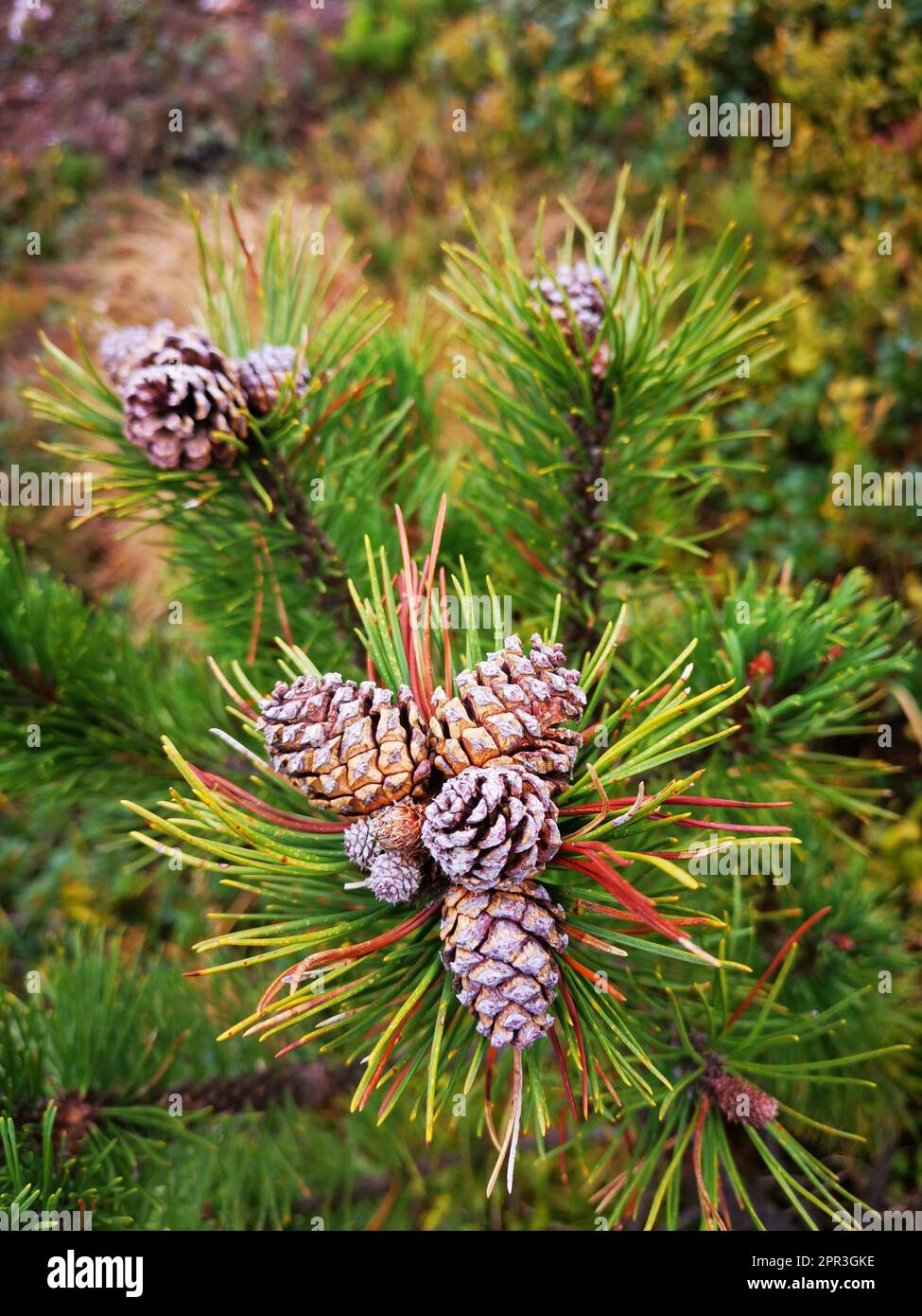 Developing pine cones hi-res stock photography and images - Alamy