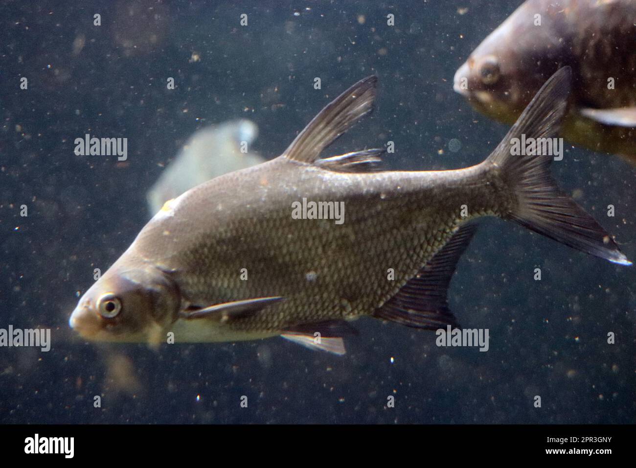 Bream creek hi-res stock photography and images - Alamy