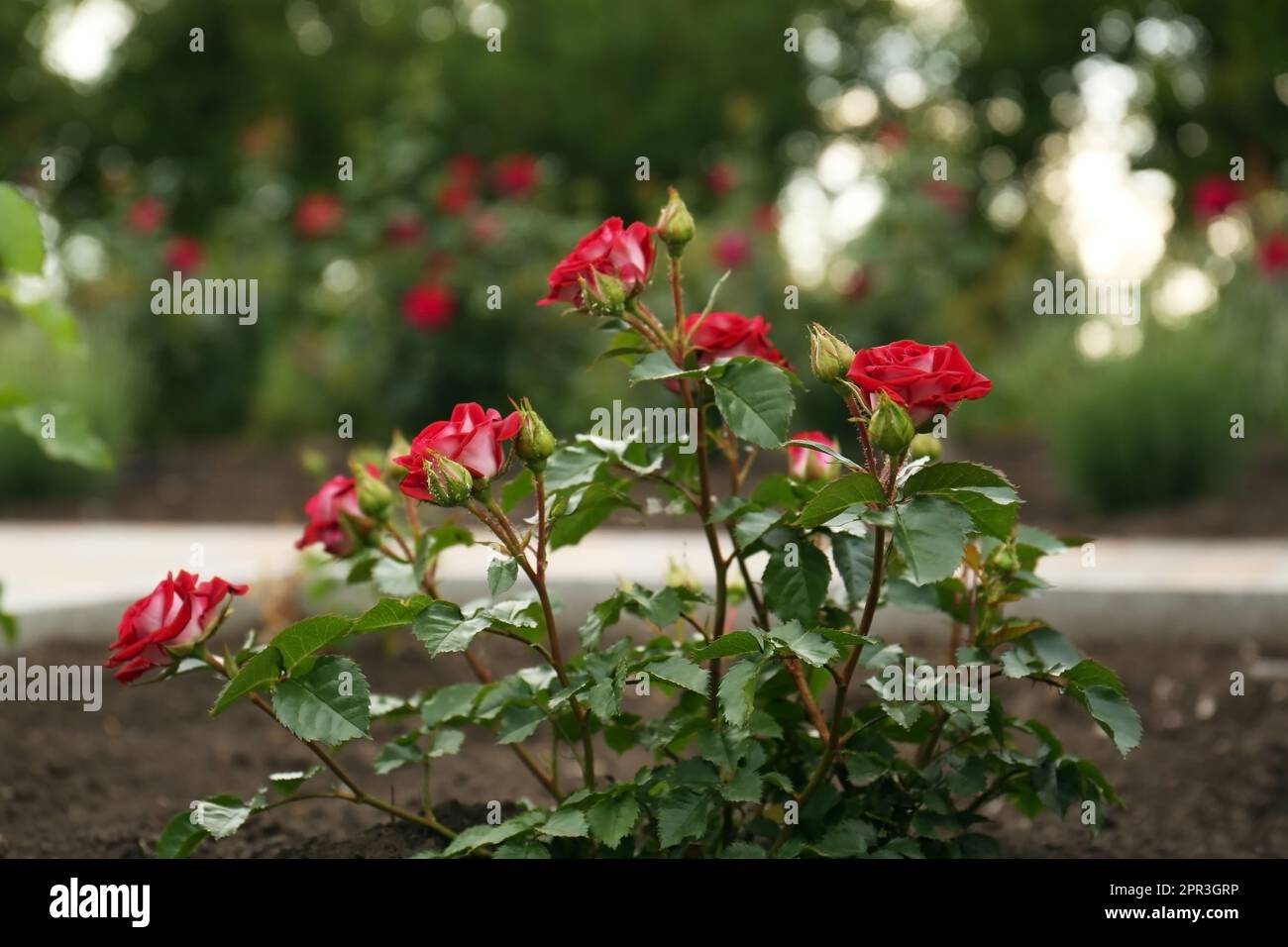 Beautiful blooming rose bush in flowerbed outdoors Stock Photo - Alamy