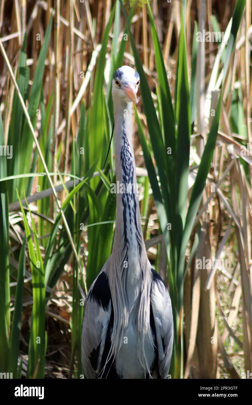 Bennu bird hi-res stock photography and images - Alamy
