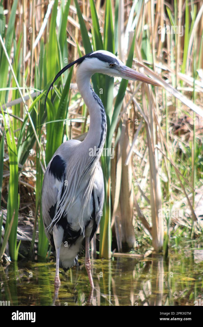 Bennu bird hi-res stock photography and images - Alamy