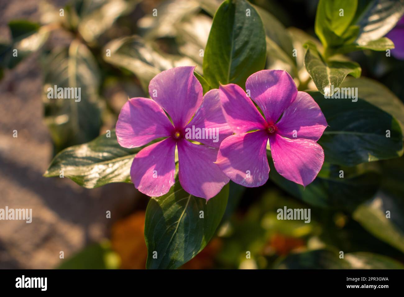 two bright pink Periwinkle (Vinca species) flowers Stock Photo - Alamy