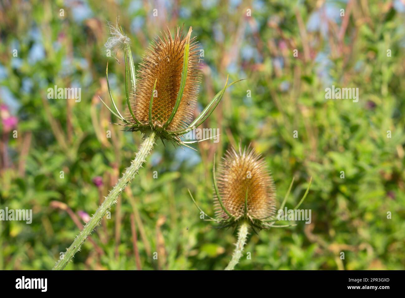 two common teasel (Dipsacus fullonum) seed heads isolated on a natural ...