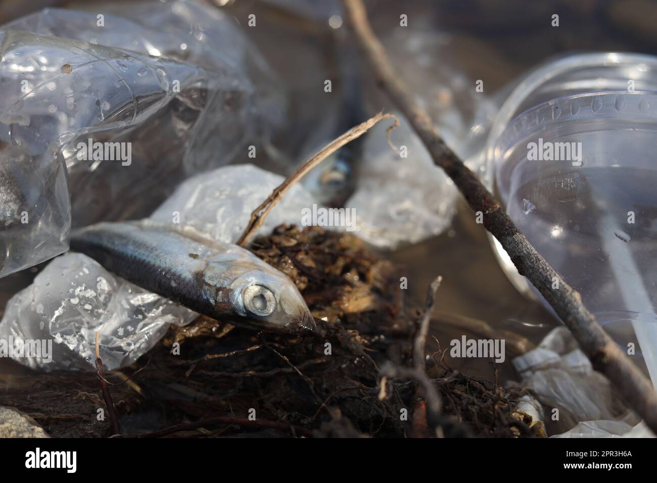 Dead fish among trash near river, closeup. Environmental pollution ...