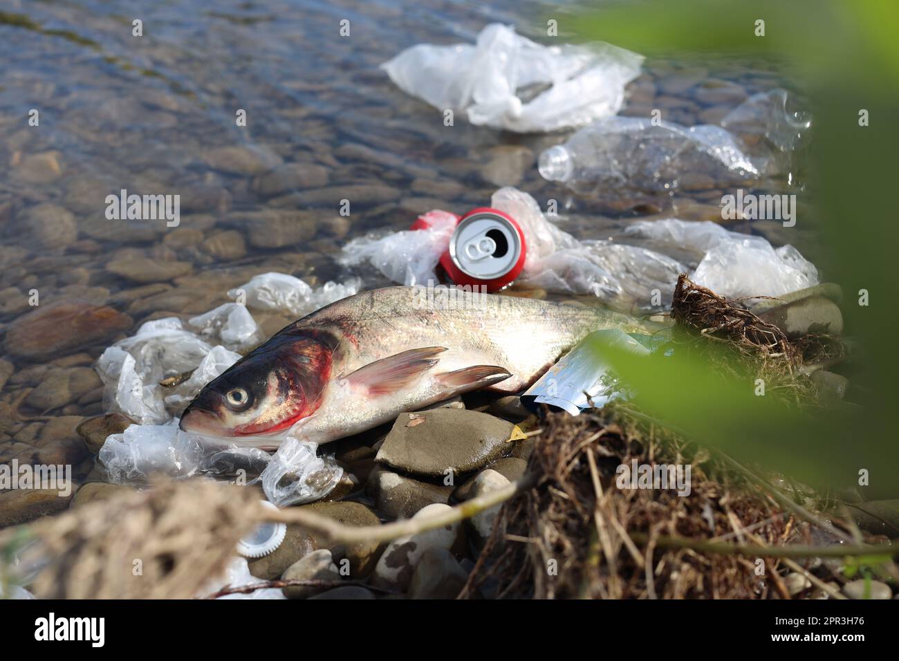 Dead fish among trash near river. Environmental pollution concept Stock ...