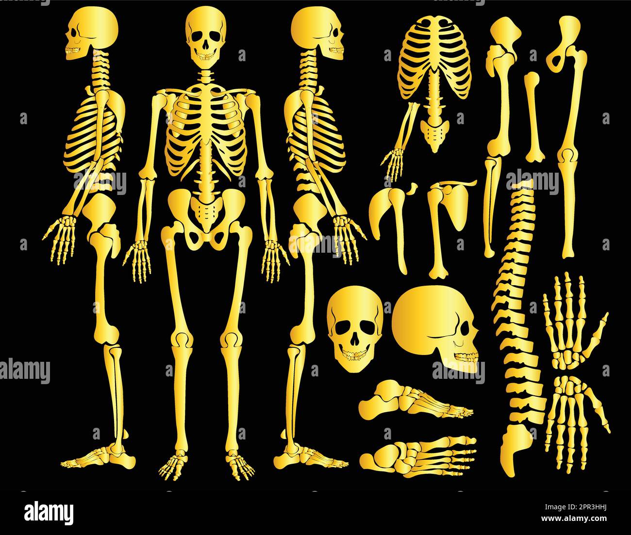 Golden human bones skeleton silhouette collection set Stock Vector ...