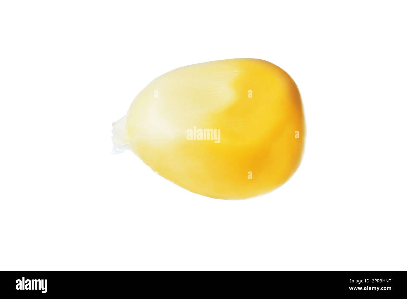 Small fresh corn kernel on white background Stock Photo - Alamy