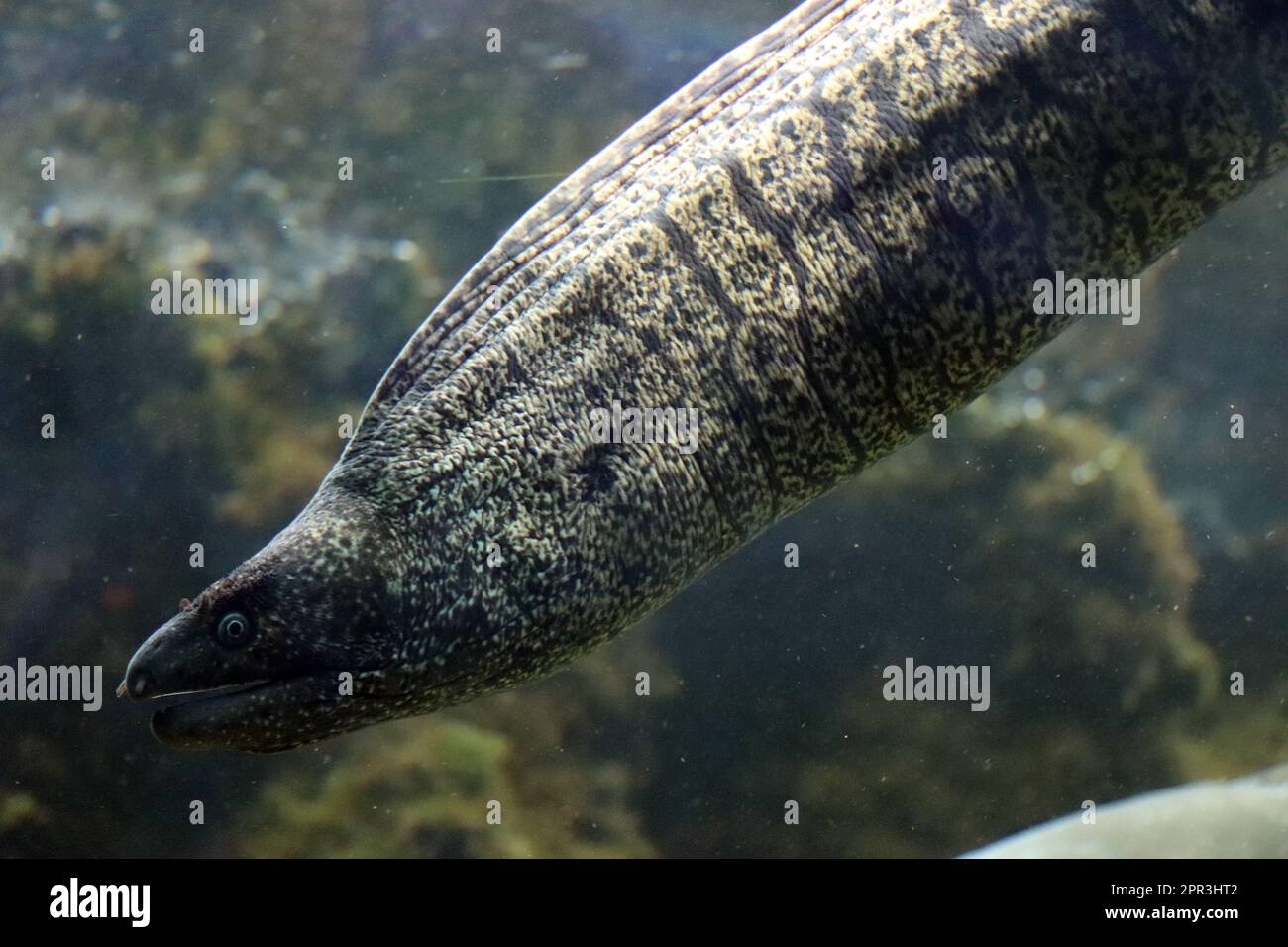 Eel bite hi-res stock photography and images - Alamy