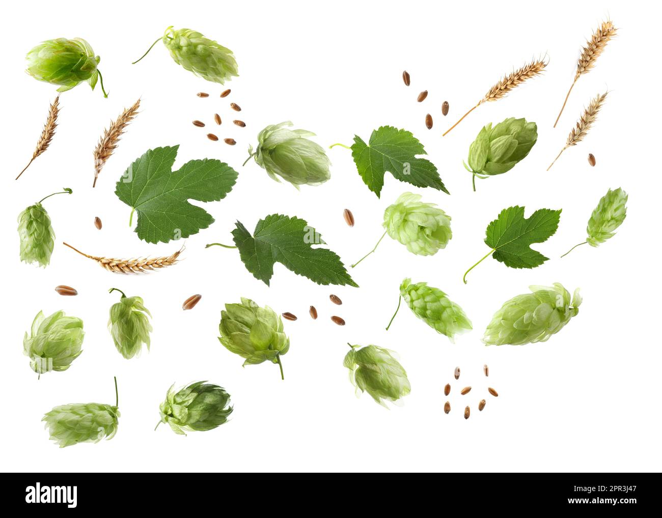 Wheat grains ears hops hi-res stock photography and images - Alamy