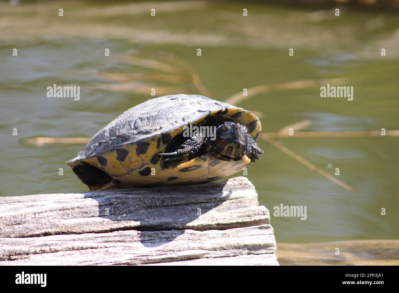 Terrapin tower hi-res stock photography and images - Alamy