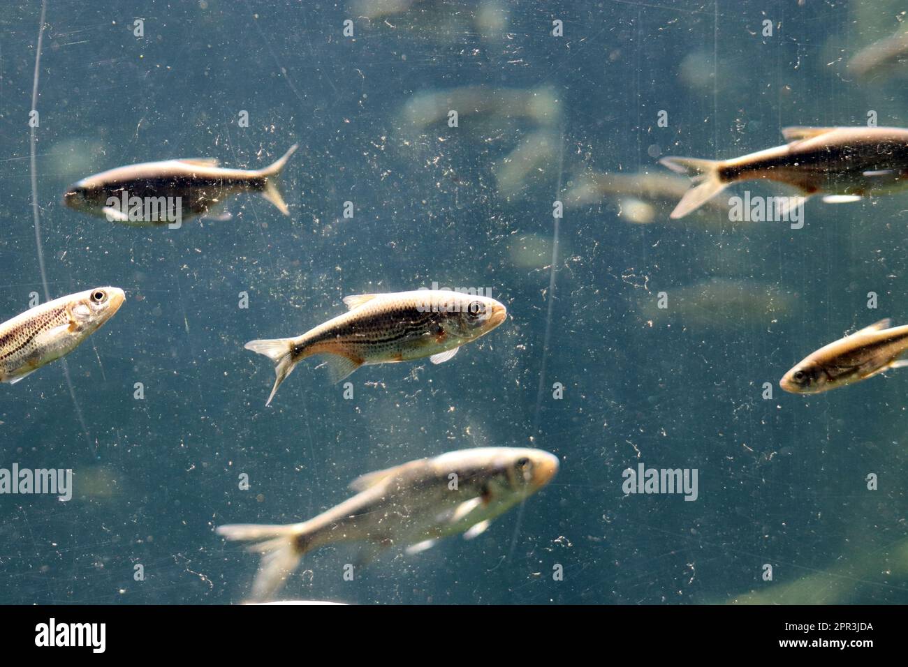 Minnows under water Stock Photo - Alamy