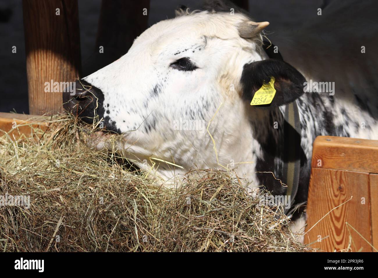 Vosgiennes cows hi-res stock photography and images - Alamy