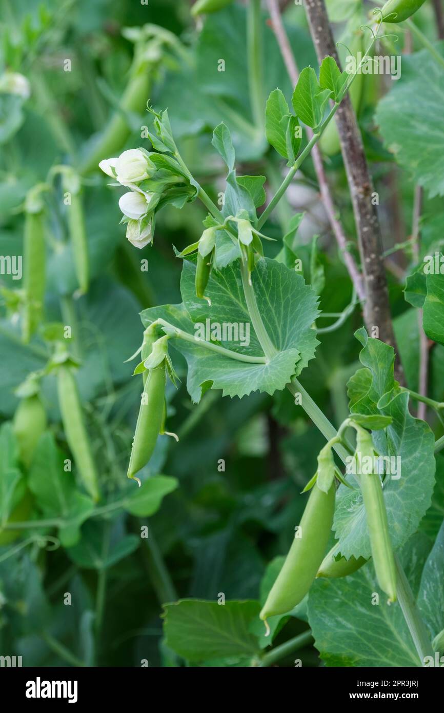 Pisum sativum Delikett, pea Delikett, Sugarsnap peas growing on the ...