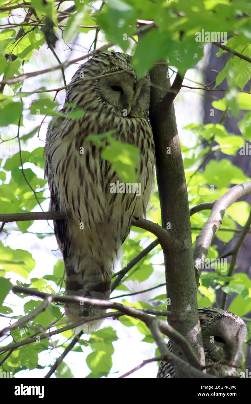 Ural owl (Strix uralensis Stock Photo - Alamy