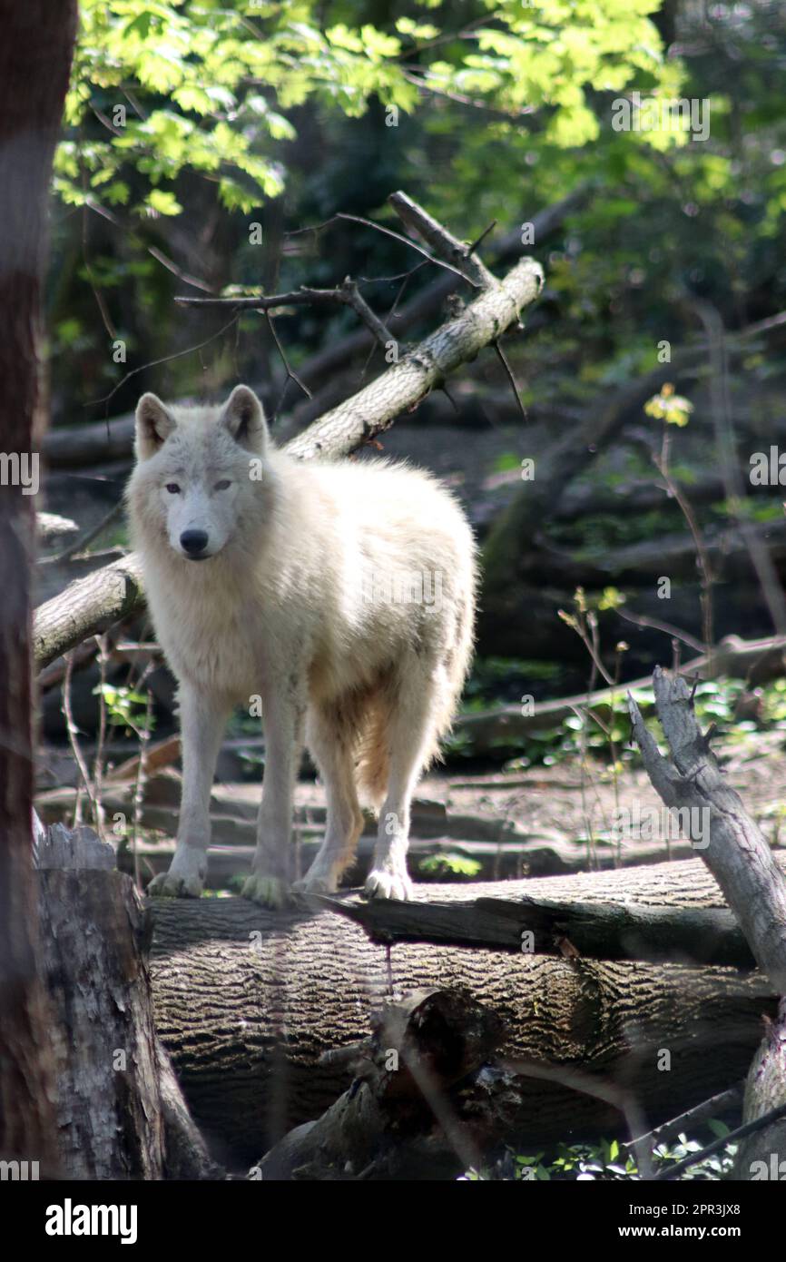 Canadian Arctic wolf / white wolf / Polar wolf (Canis lupus arctos ...