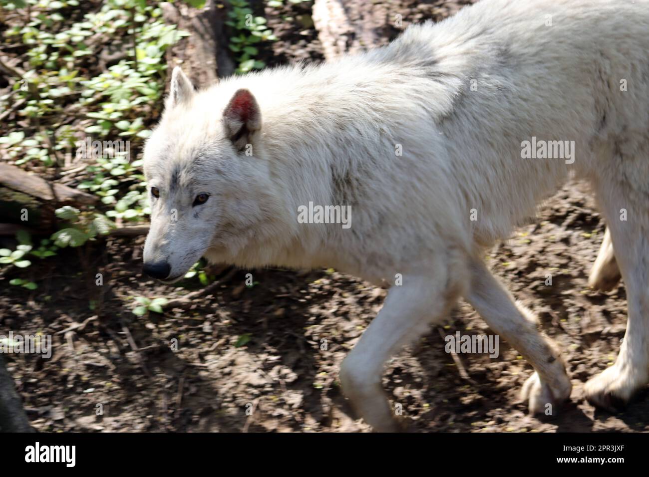 Canadian Arctic wolf / white wolf / Polar wolf (Canis lupus arctos ...