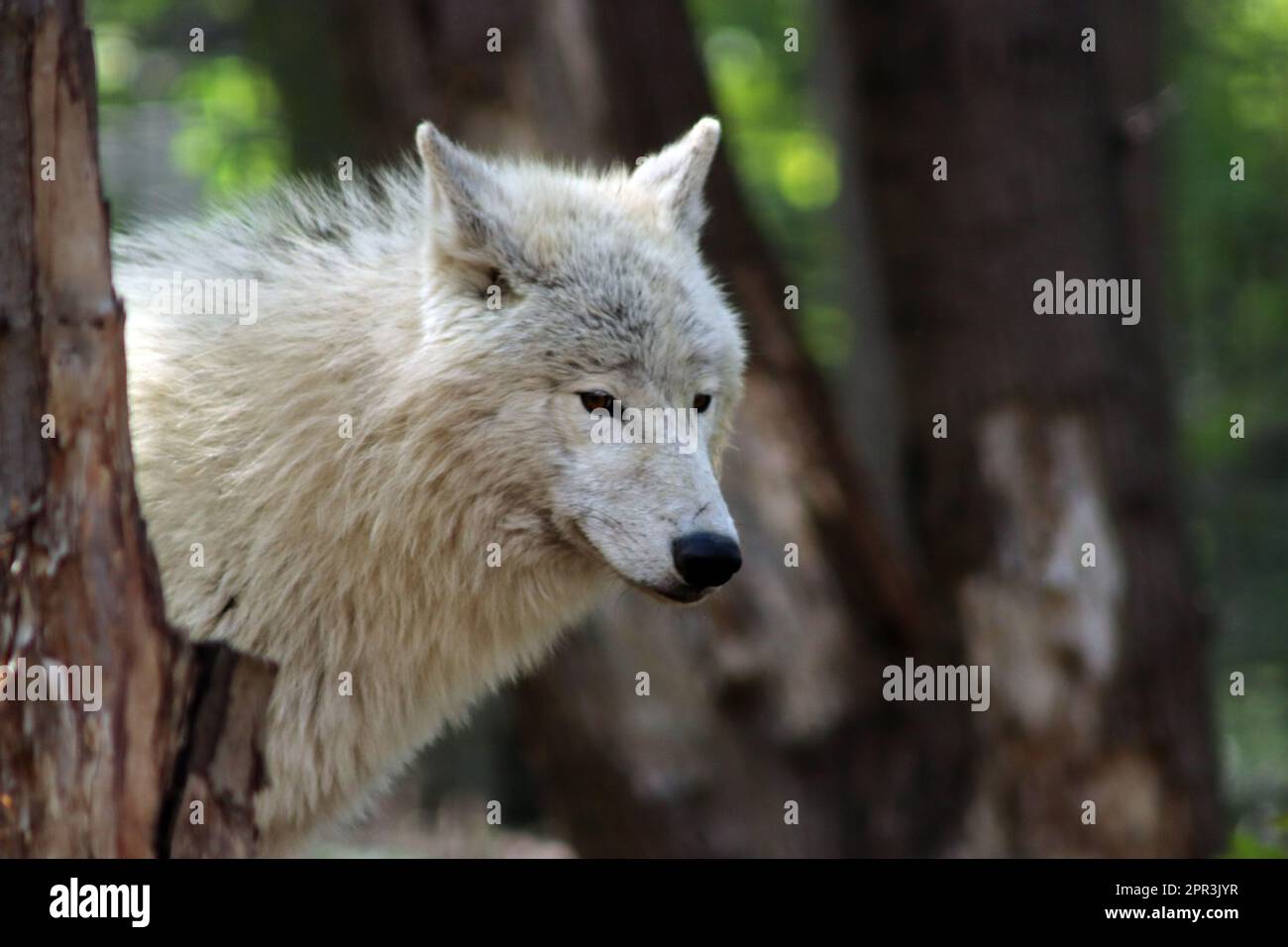 Canadian Arctic wolf / white wolf / Polar wolf (Canis lupus arctos ...