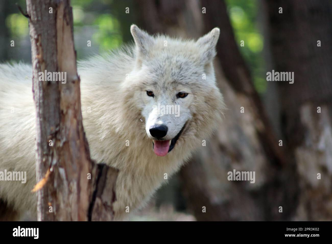 Canadian Arctic wolf / white wolf / Polar wolf (Canis lupus arctos Stock Photo - Alamy