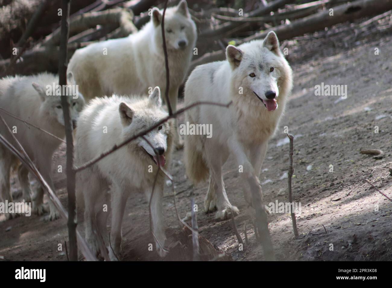 Canadian Arctic wolf / white wolf / Polar wolf (Canis lupus arctos ...