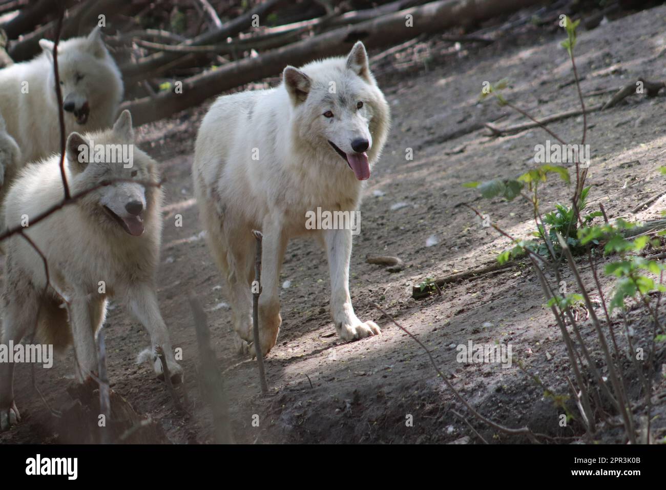 Canadian Arctic wolf / white wolf / Polar wolf (Canis lupus arctos ...